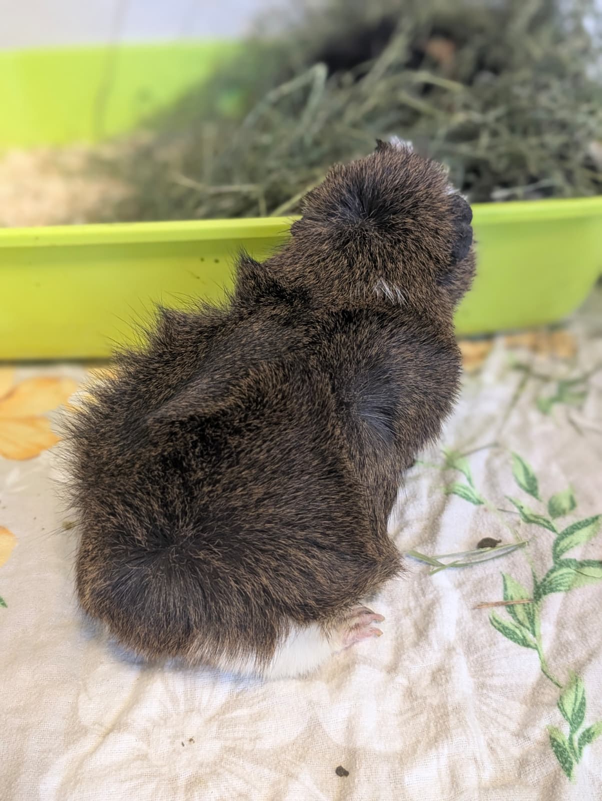 Opa Mäxchen • Tierschutzverein Hannover